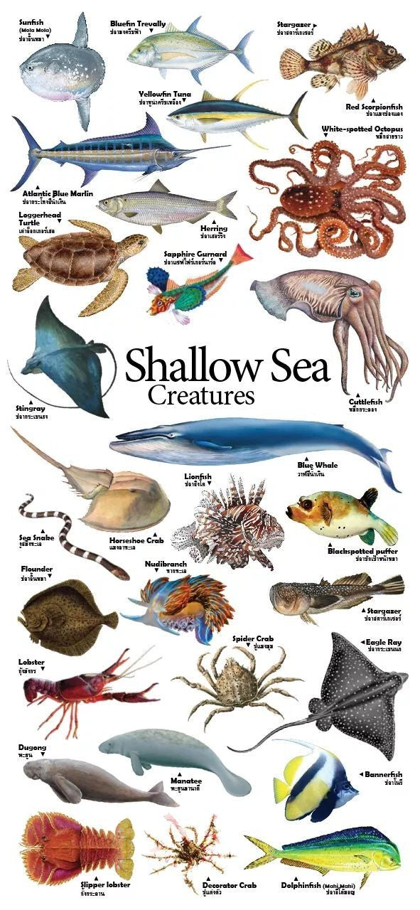 4-page Posters: Sea Creatures – Nerdy Owl